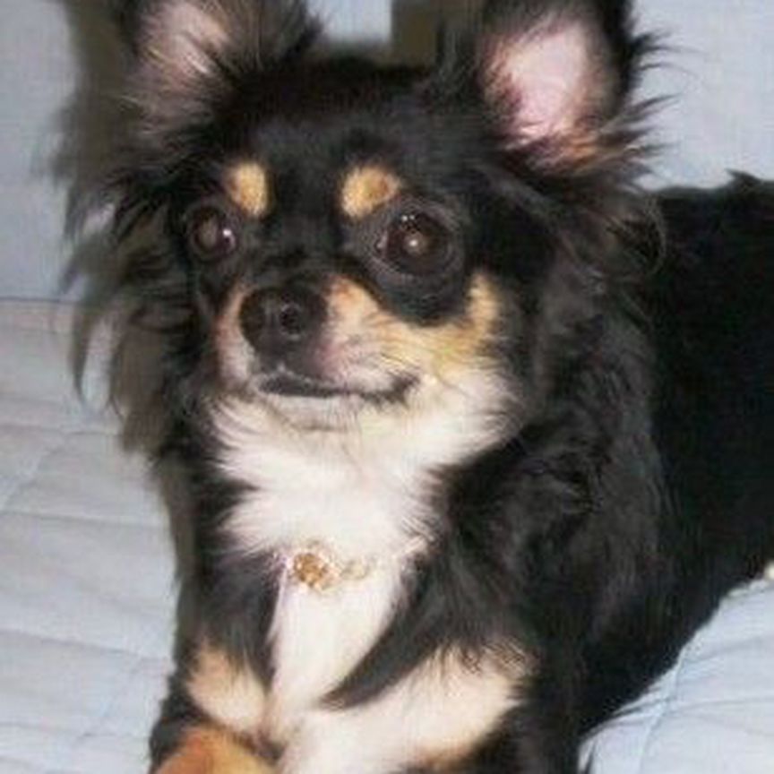 Чихуахуа мальчик мини