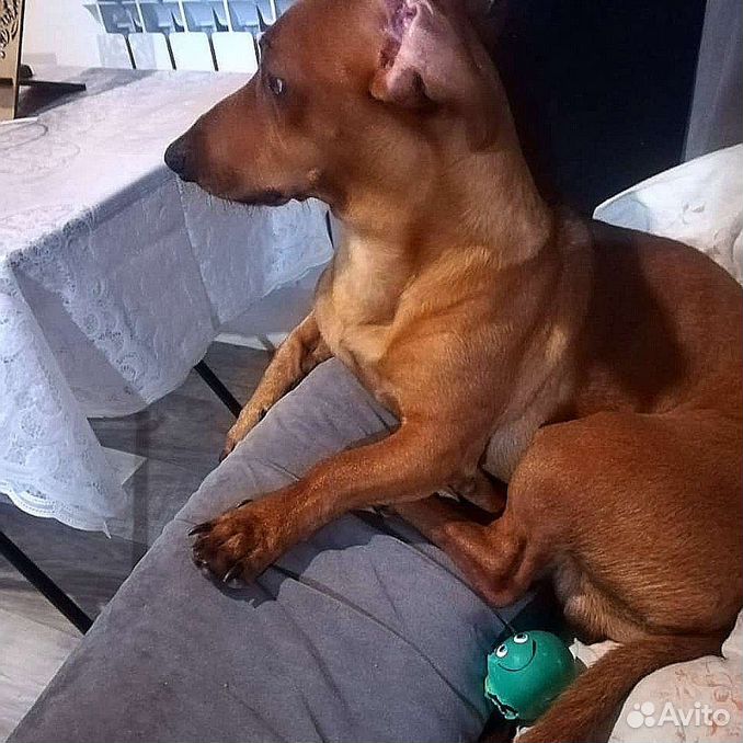 Вязка таксы мальчика