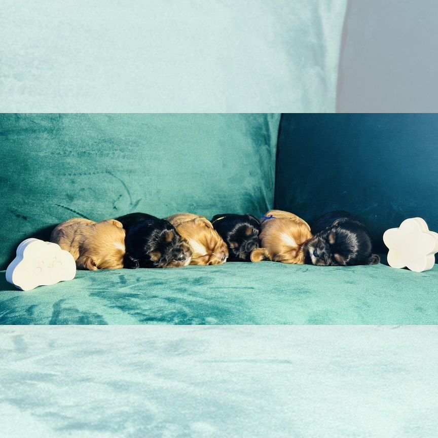 Кавалер кинг-чарльз-спаниель, щенок