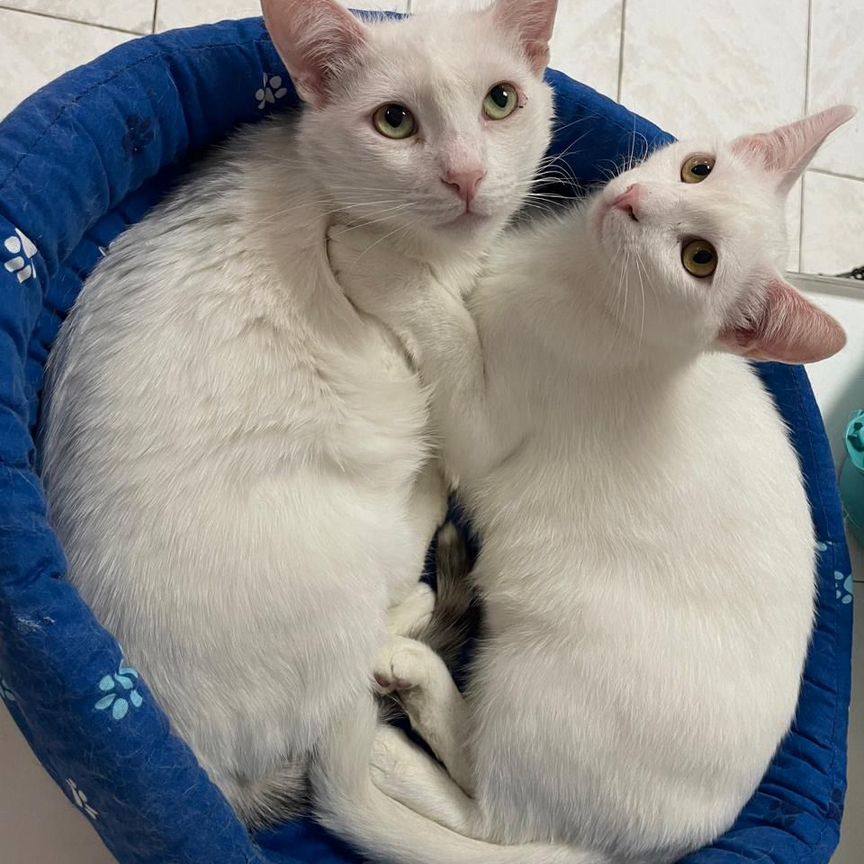 Котики в добрые руки