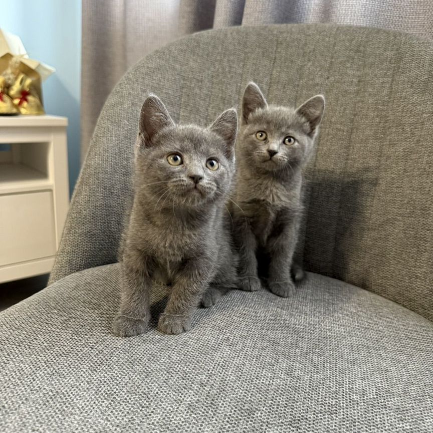 Британские котята