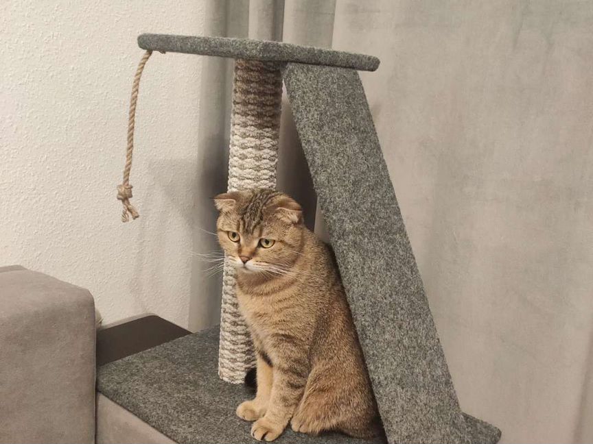 Когтеточка