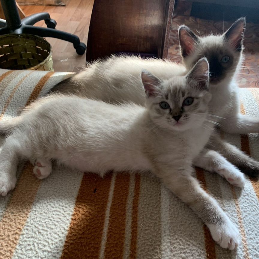 Британские котята