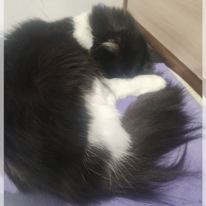 Взрослая кошка в добрые руки