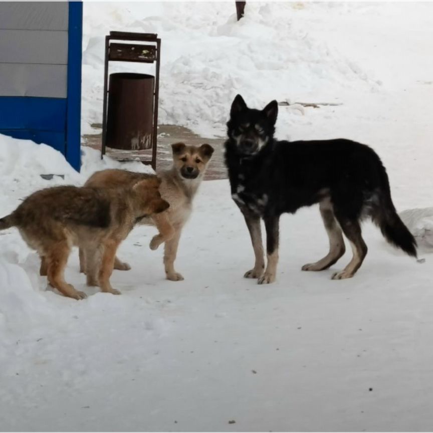 Щенок в добрые руки