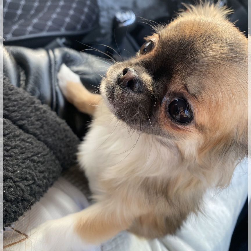 Ищем Кабеля для случки чихуахуа