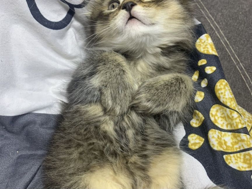 Котята золотая шиншилла