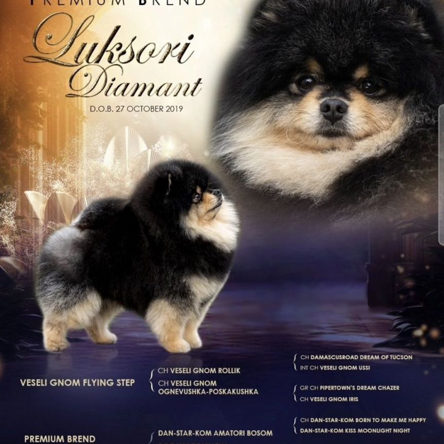 Померанский шпиц