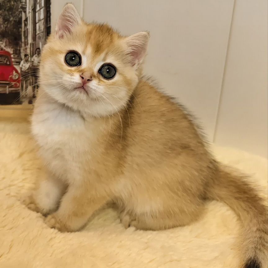 Британские золотые котята