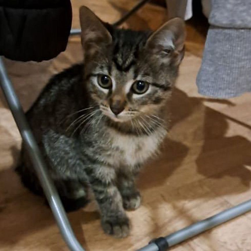 Help Котёнок табби серый шпротик в добрые руки