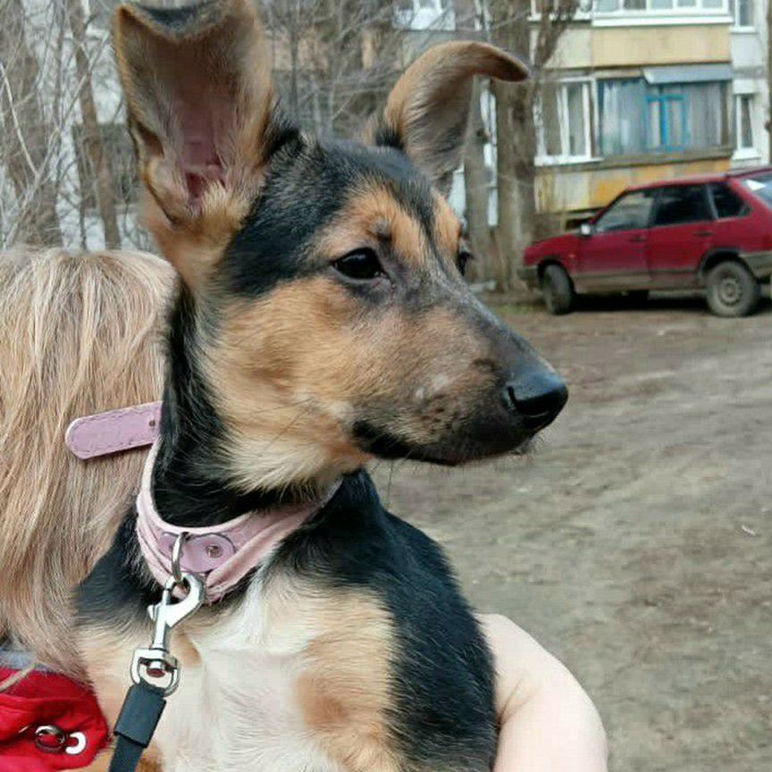 Щенок в добрые руки