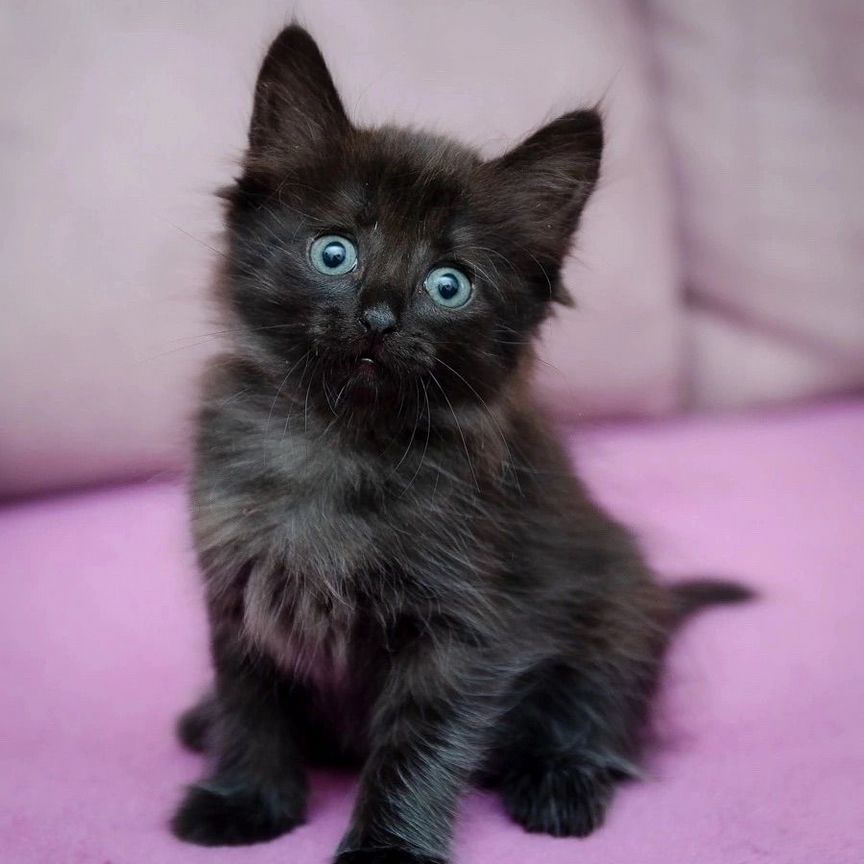 Пуси номер два (2мес.) в поисках любящей семьи