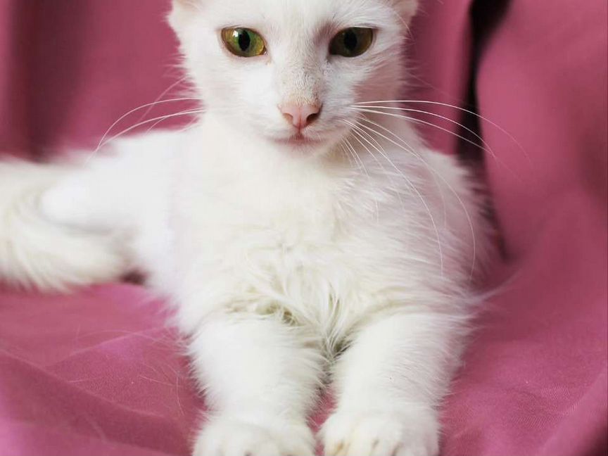 Белая кошечка