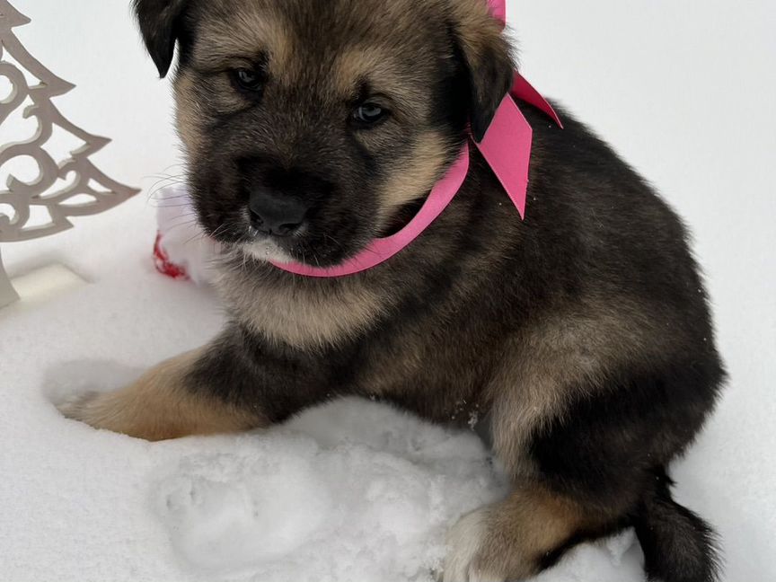 Щенки в добрые руки