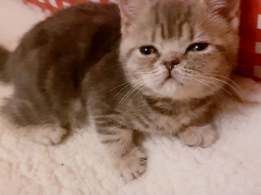 Шотландская кошечка