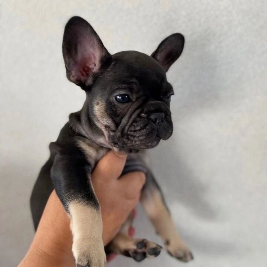 Щенки французского бульдога премиум-класса