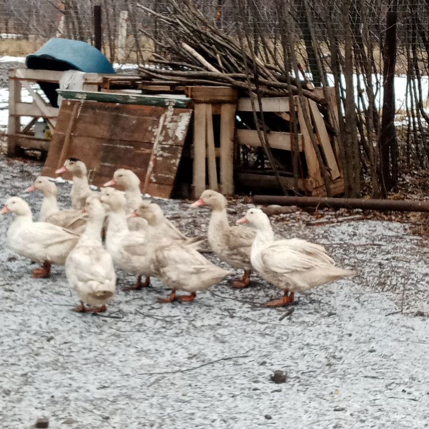 Утки муларды