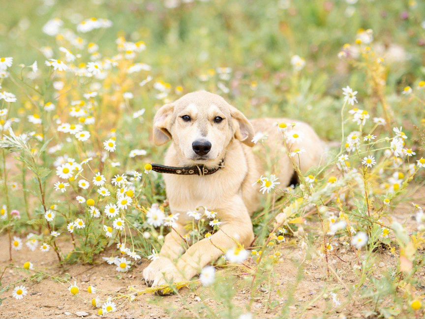 Щенок Габи ищет семью