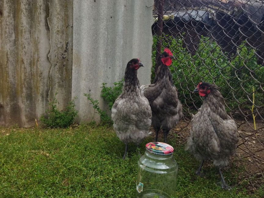 Куры джерсийского гиганта