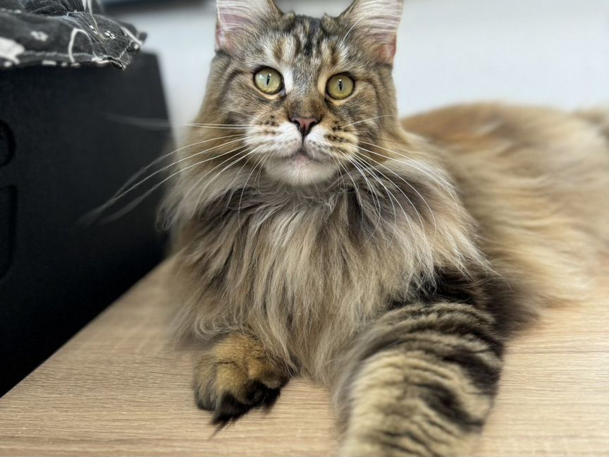 Мейн-кун кошечка