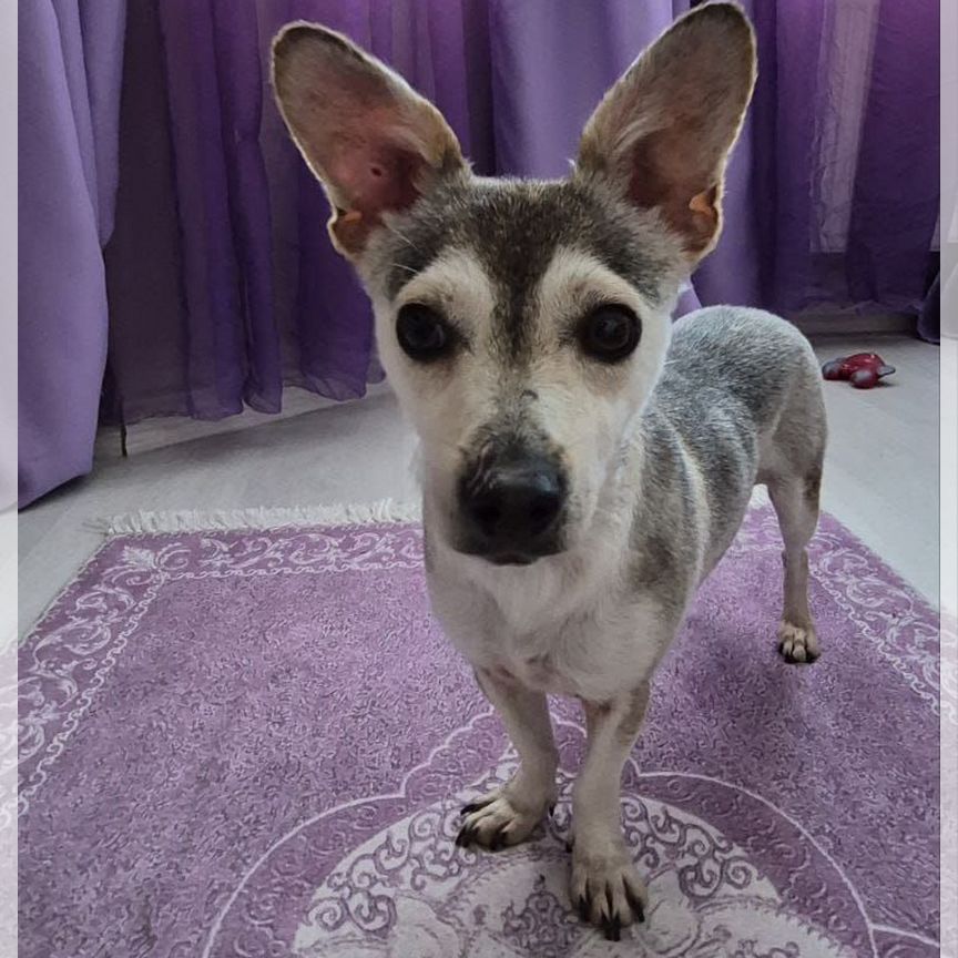 Взрослая собака в добрые руки