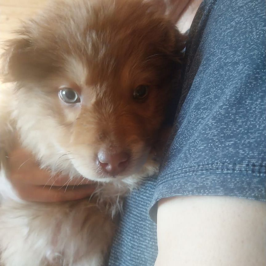 Щенок в добрые руки