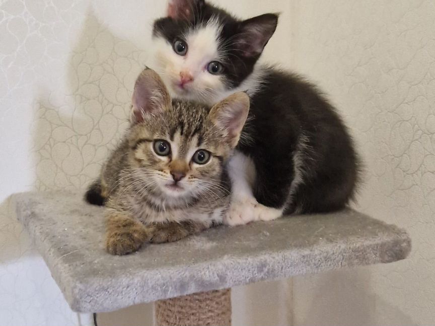 Котёнок 1,5 месяца в добрые руки