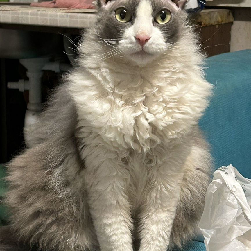 Котик в добрые руки мальчик