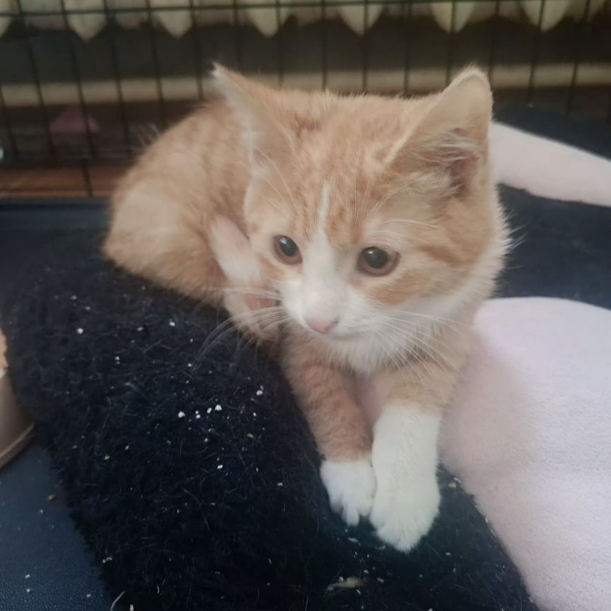 Котëнок