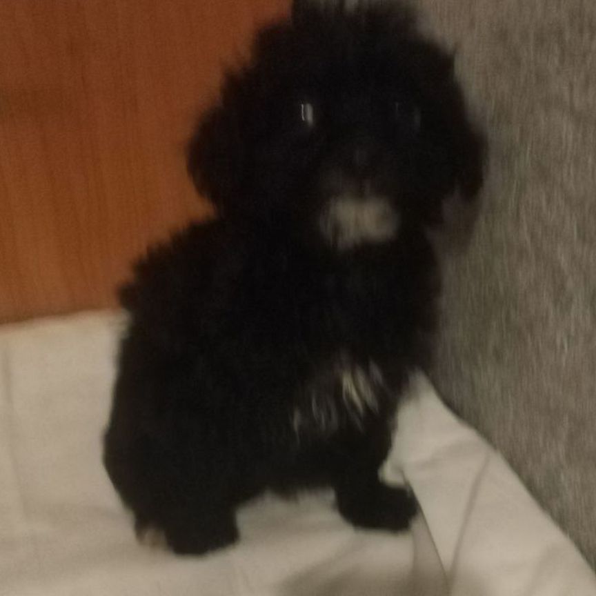 Щенок от частного владельца