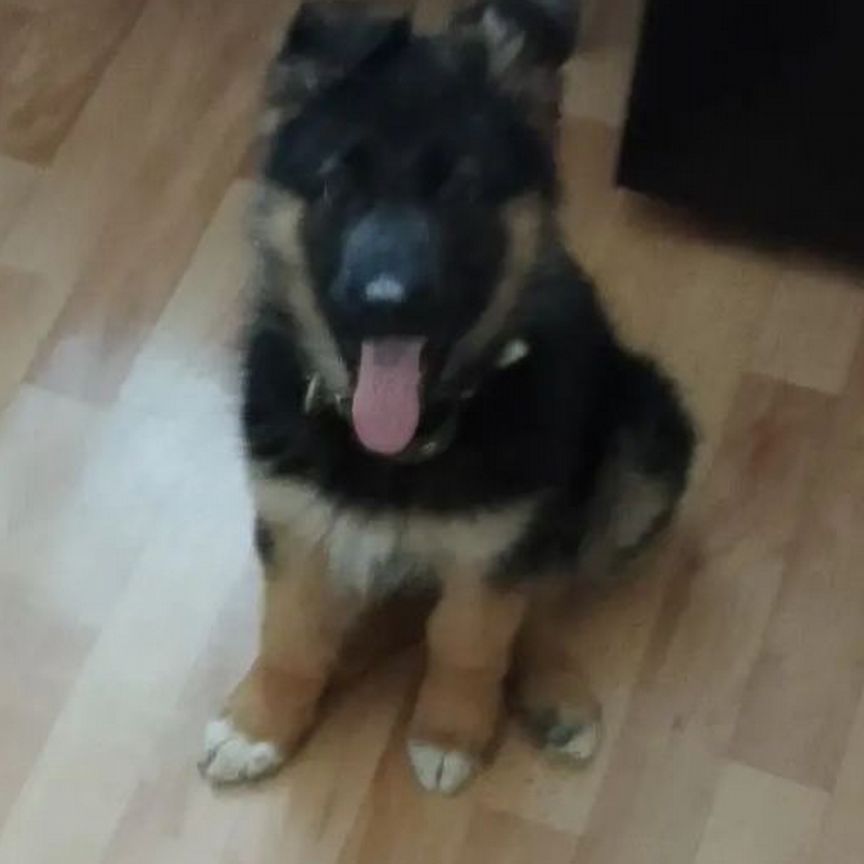 Немецкая овчарка, щенок