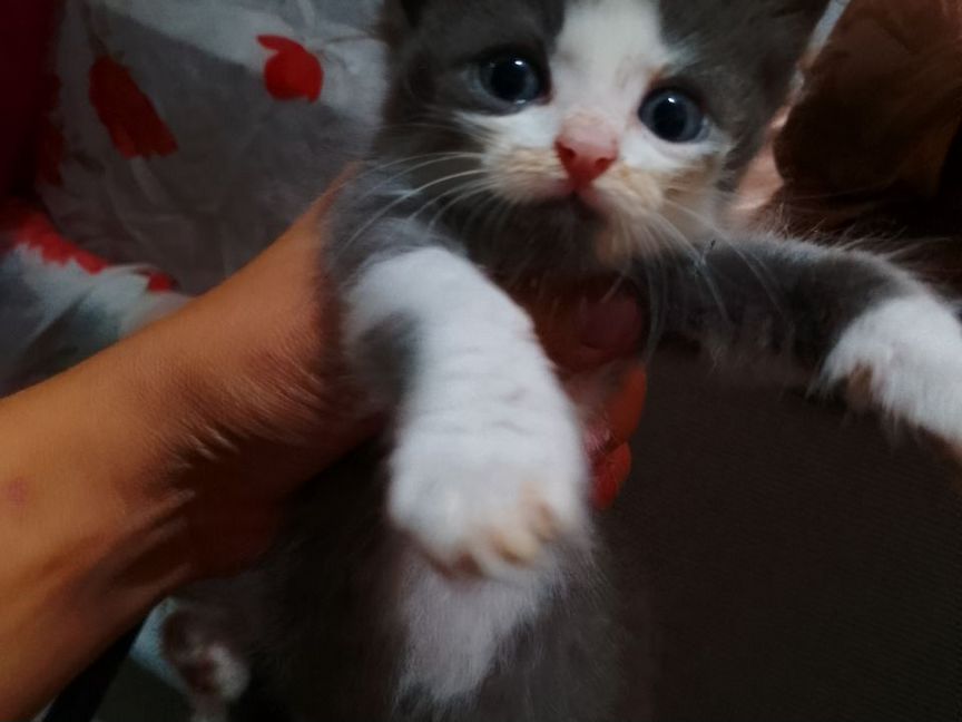 Котята в добрые руки мальчики