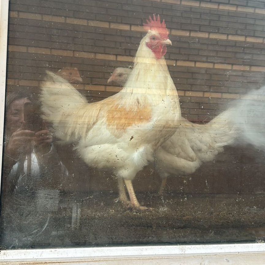 Продам петуха