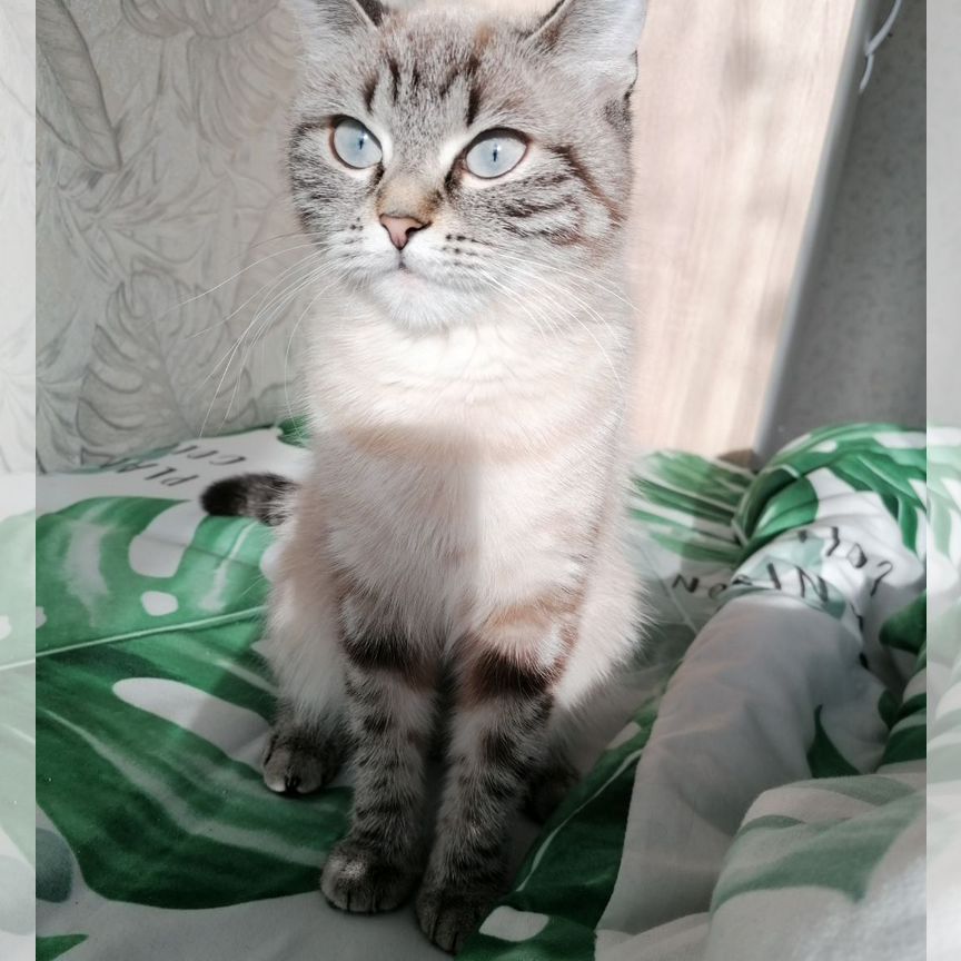 Отдам кошечку в добрые руки