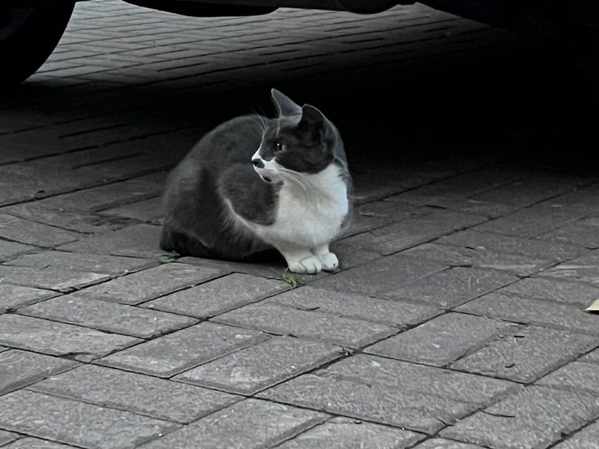 Кошке нужна помощь