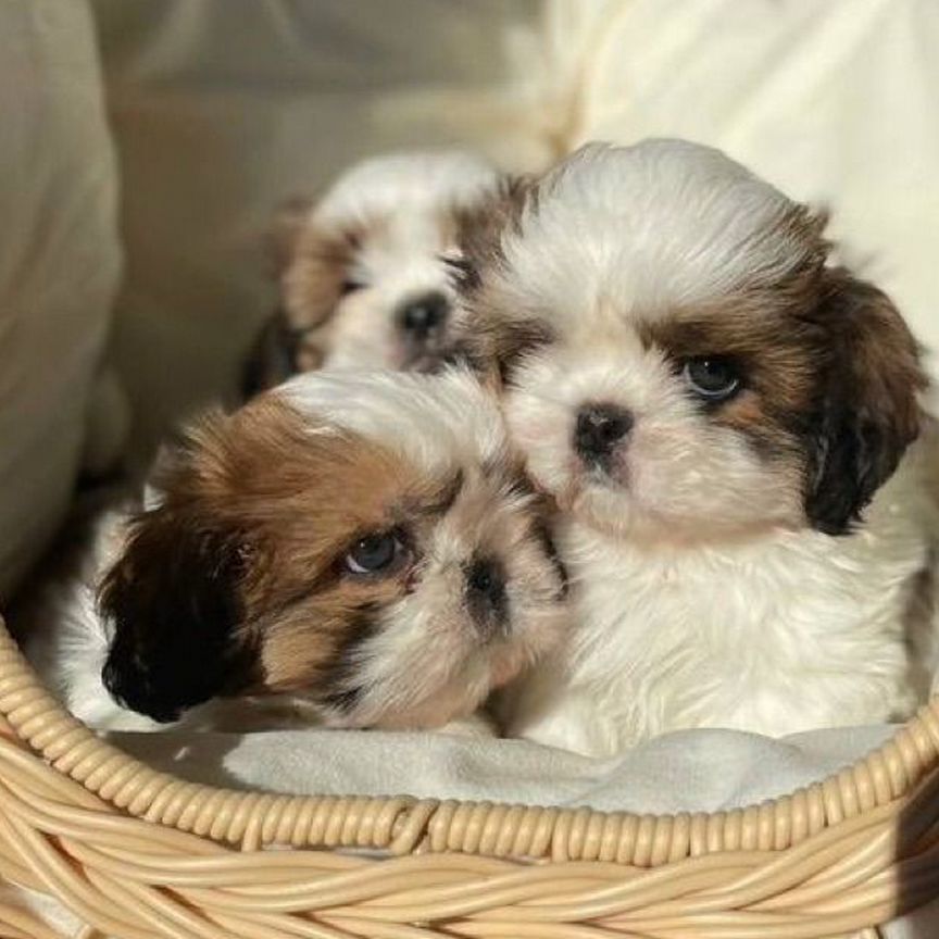 Ши-тцу, щенок