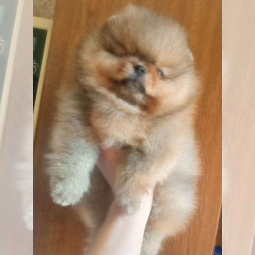Померанский шпиц, щенок