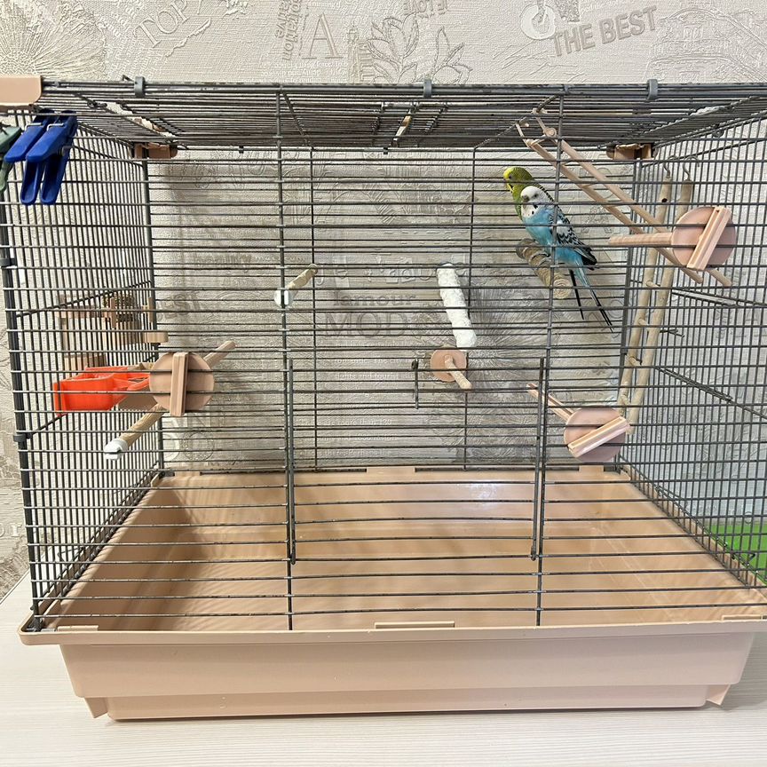 Отдам попугайчиков в добрые руки