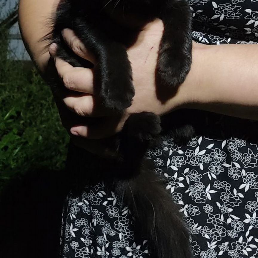 Котенок чёрного окраса приносит удачу