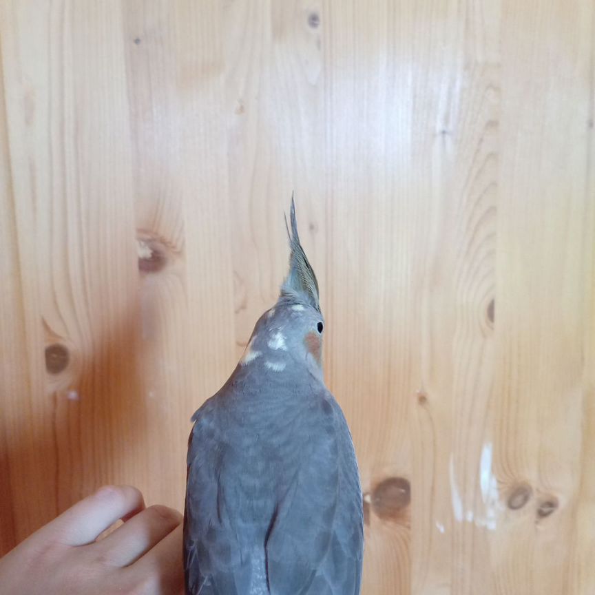 Попугай Корелла птенец девочка