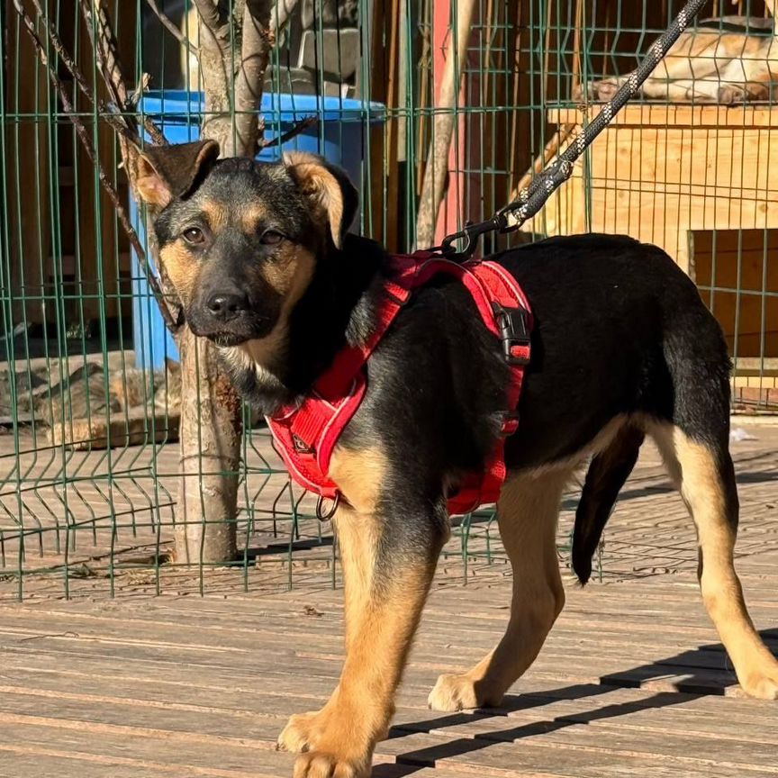 Собака девочка а добрые руки