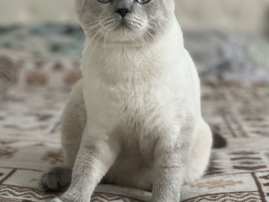 Шотландский котик ищет невесту