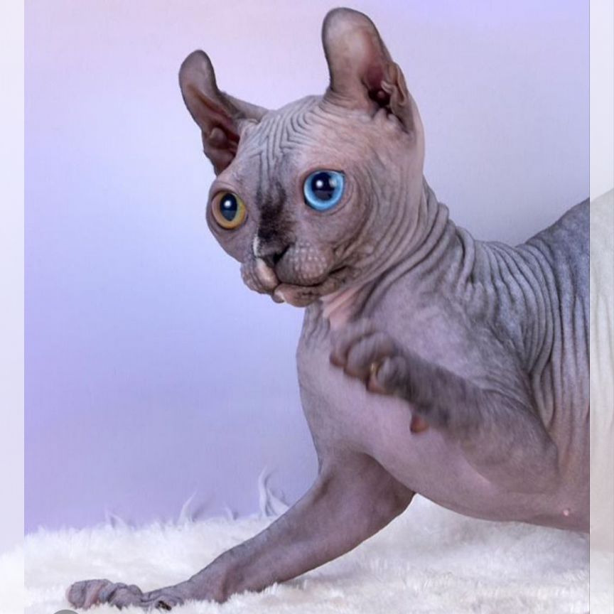 Канадский сфинкс, взрослая кошка