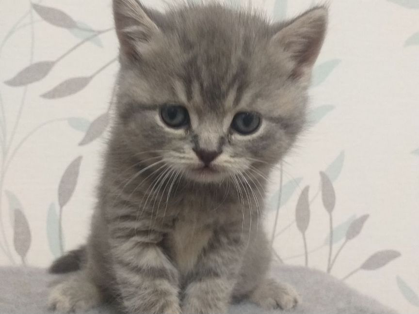 Британские котята