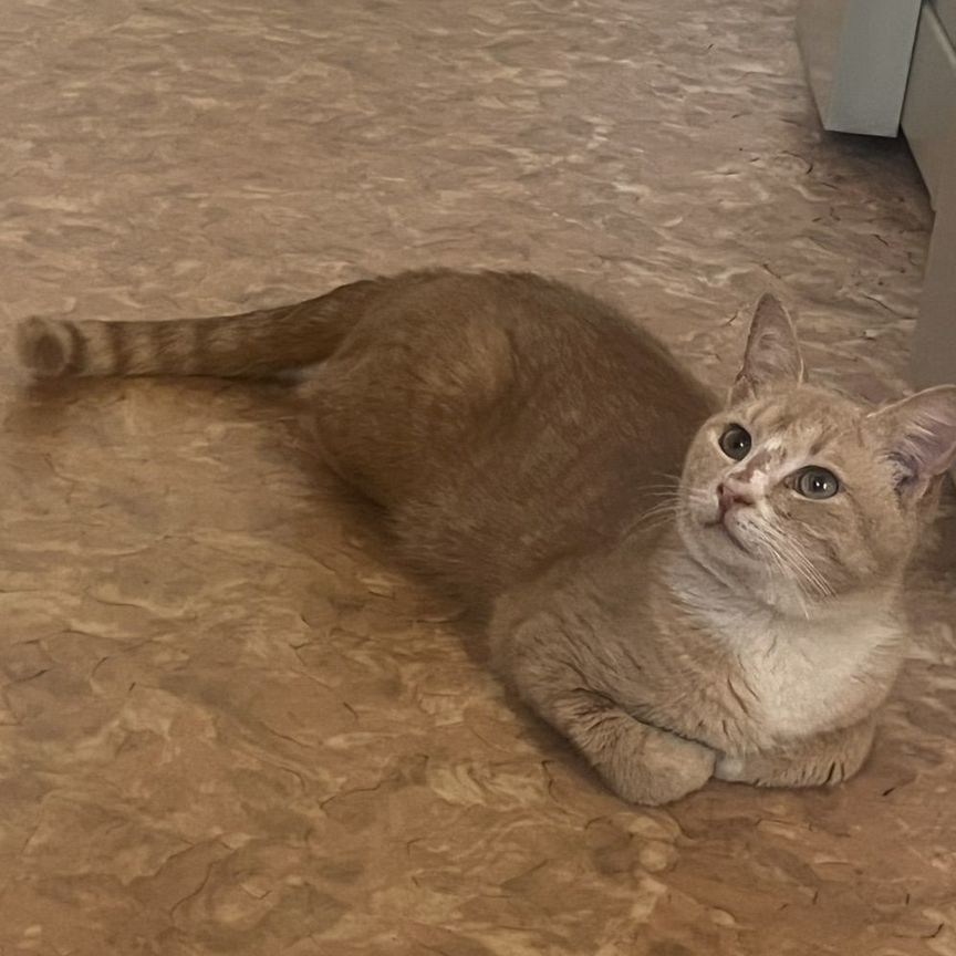 Кот