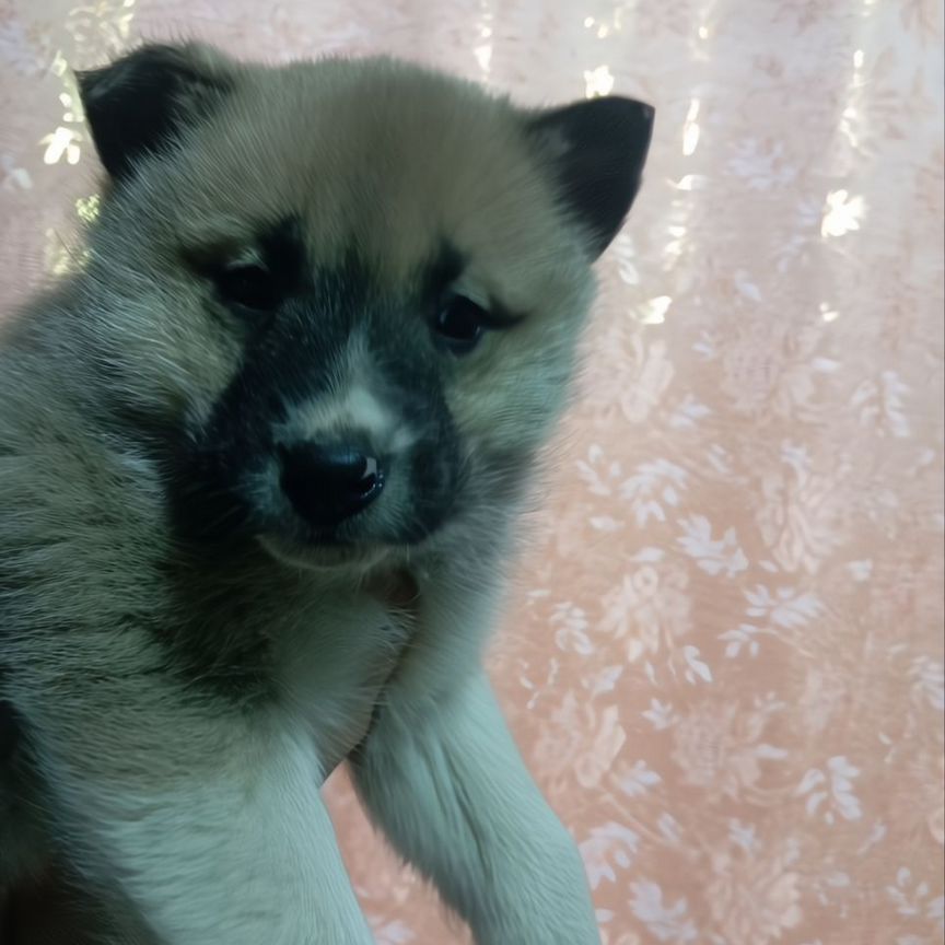 Лайка, щенок