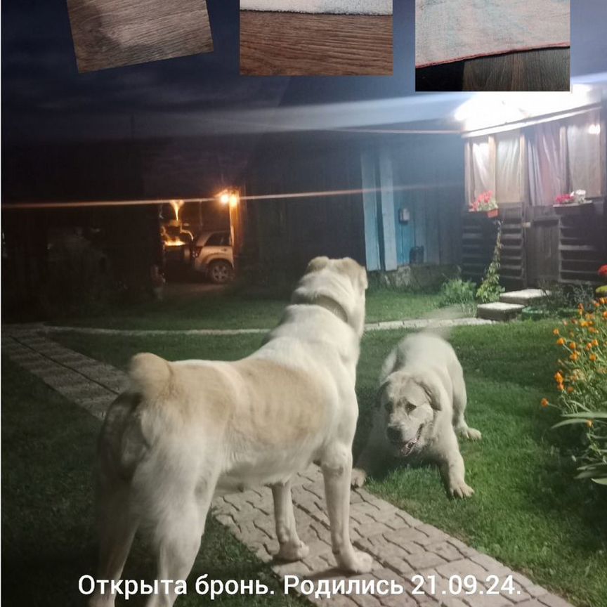 Продам щенков алабая