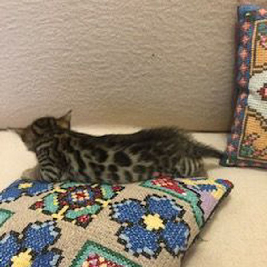 Бенгальские котята