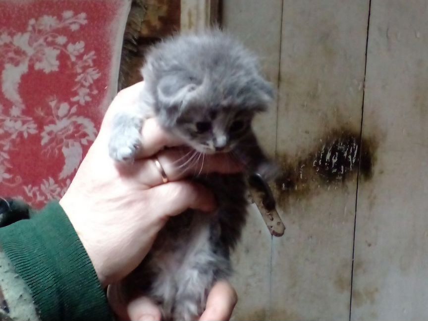 Вислоухий дымчатый котёнок