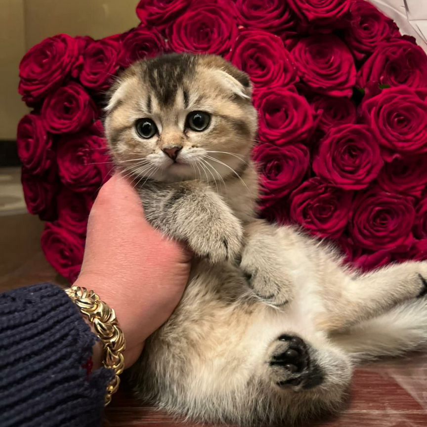 Золотые и серебро шиншиллы
